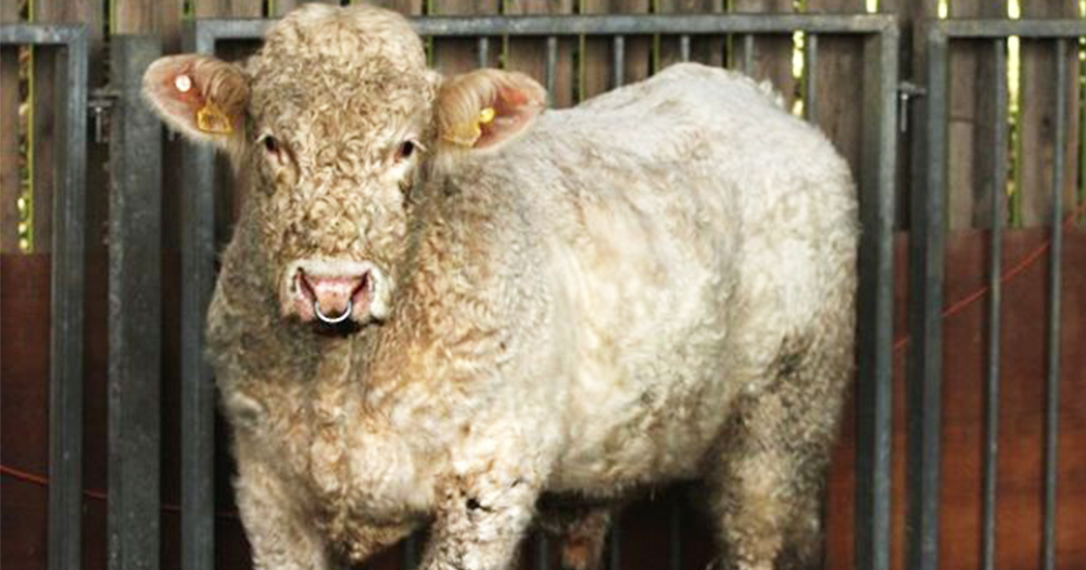 benjy the gay bull • GCN • Gay Ireland News & Entertainment