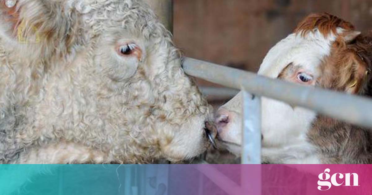 Revisiting the story of Benjy, the gay bull who captured hearts in ...