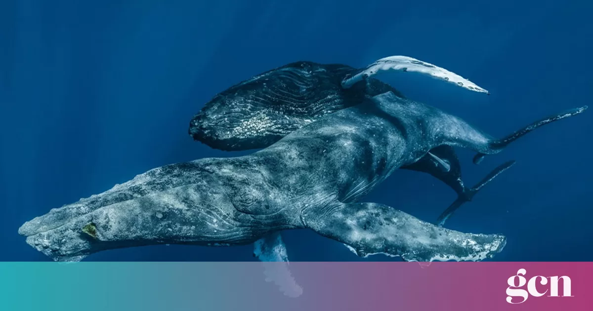 Two Male Humpback Whales Captured Having Sex In World First Photos • Gcn