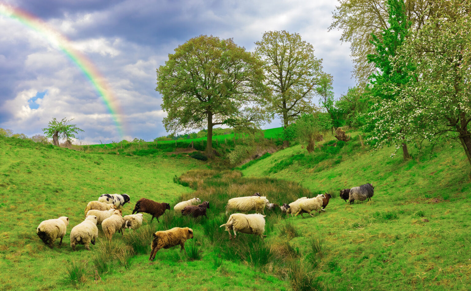Meet Michael Stücke, shepherd of the world's first flock of gay sheep • GCN