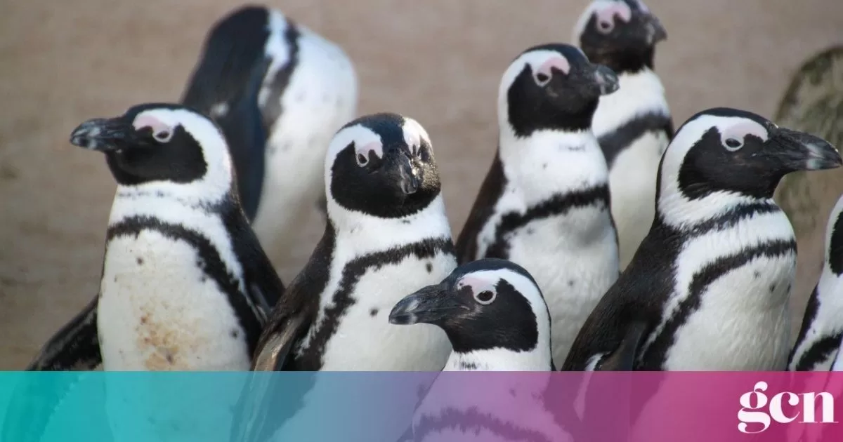 11 animals that show us queerness in nature • GCN